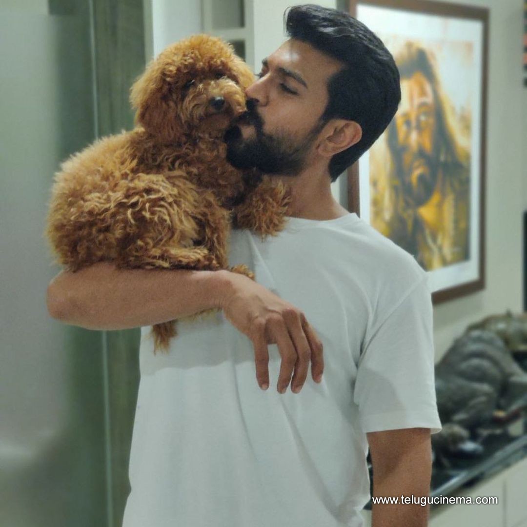 Ram Charan With His Pet Dog Page 2 Telugu Cinema ram-charan-with-his-pet-dog-page-2-telugu-cinema